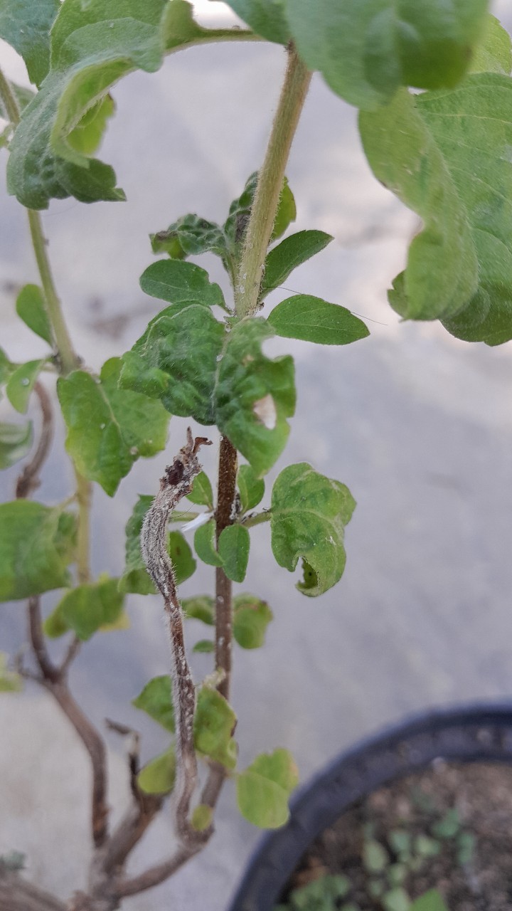 How to Treat Wilting Disease on Holy basil?
