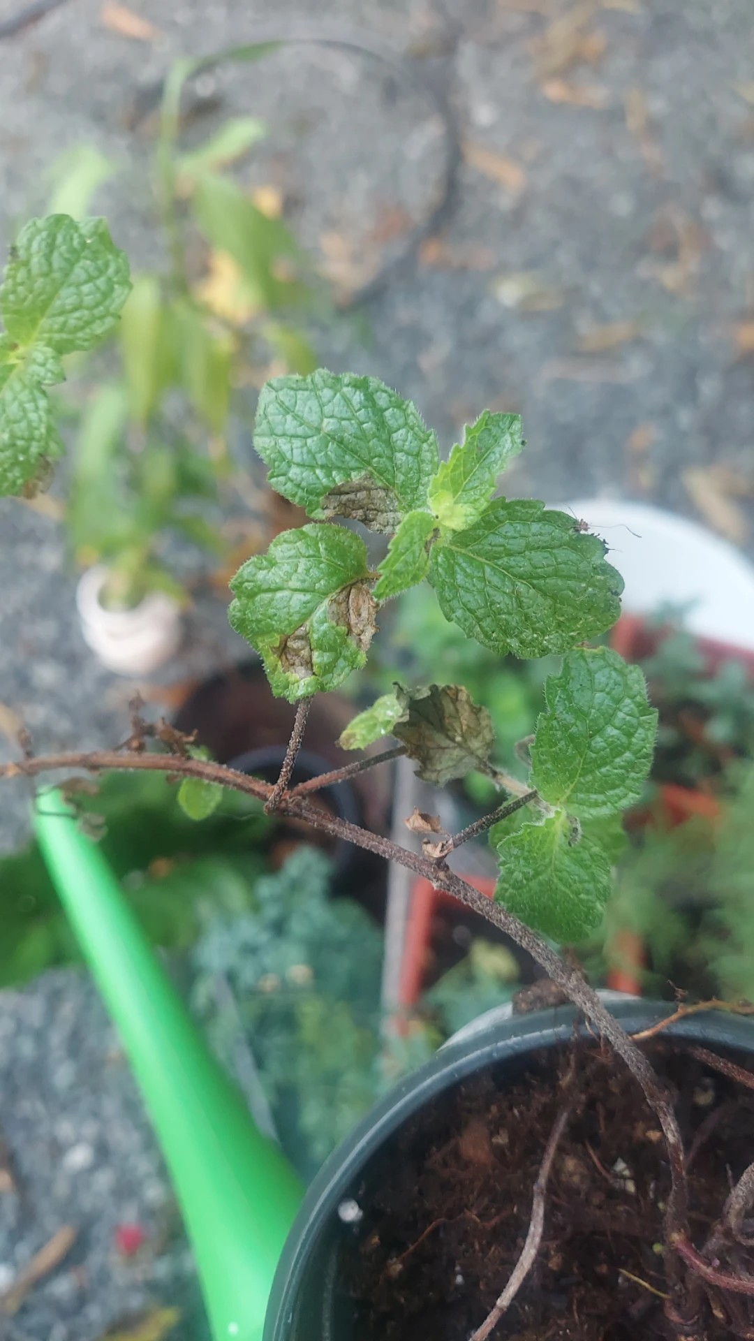 How to Treat Brown blotch Disease on Apple mint?