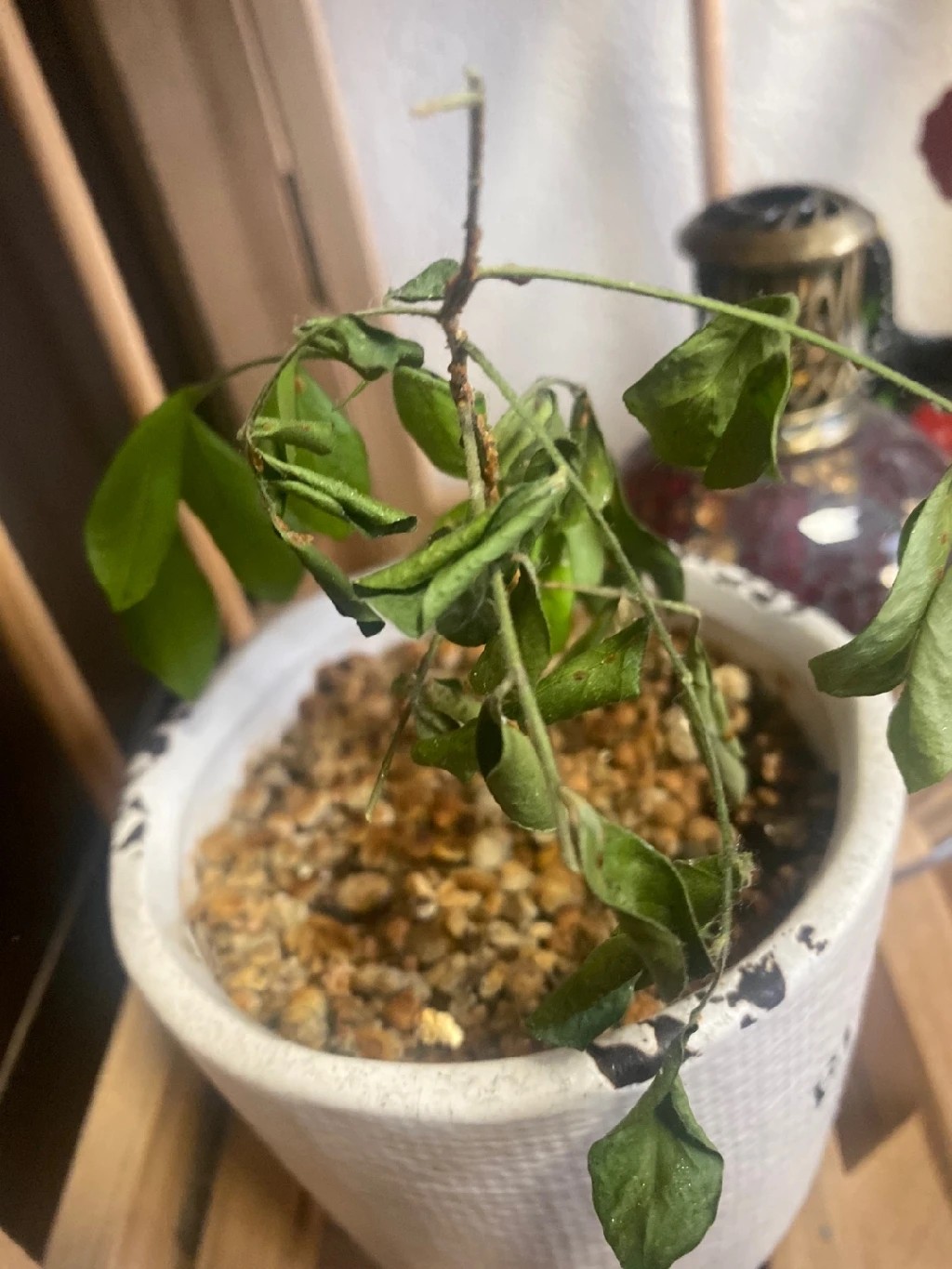 How to Treat Wilting Disease on Curry leaf tree?