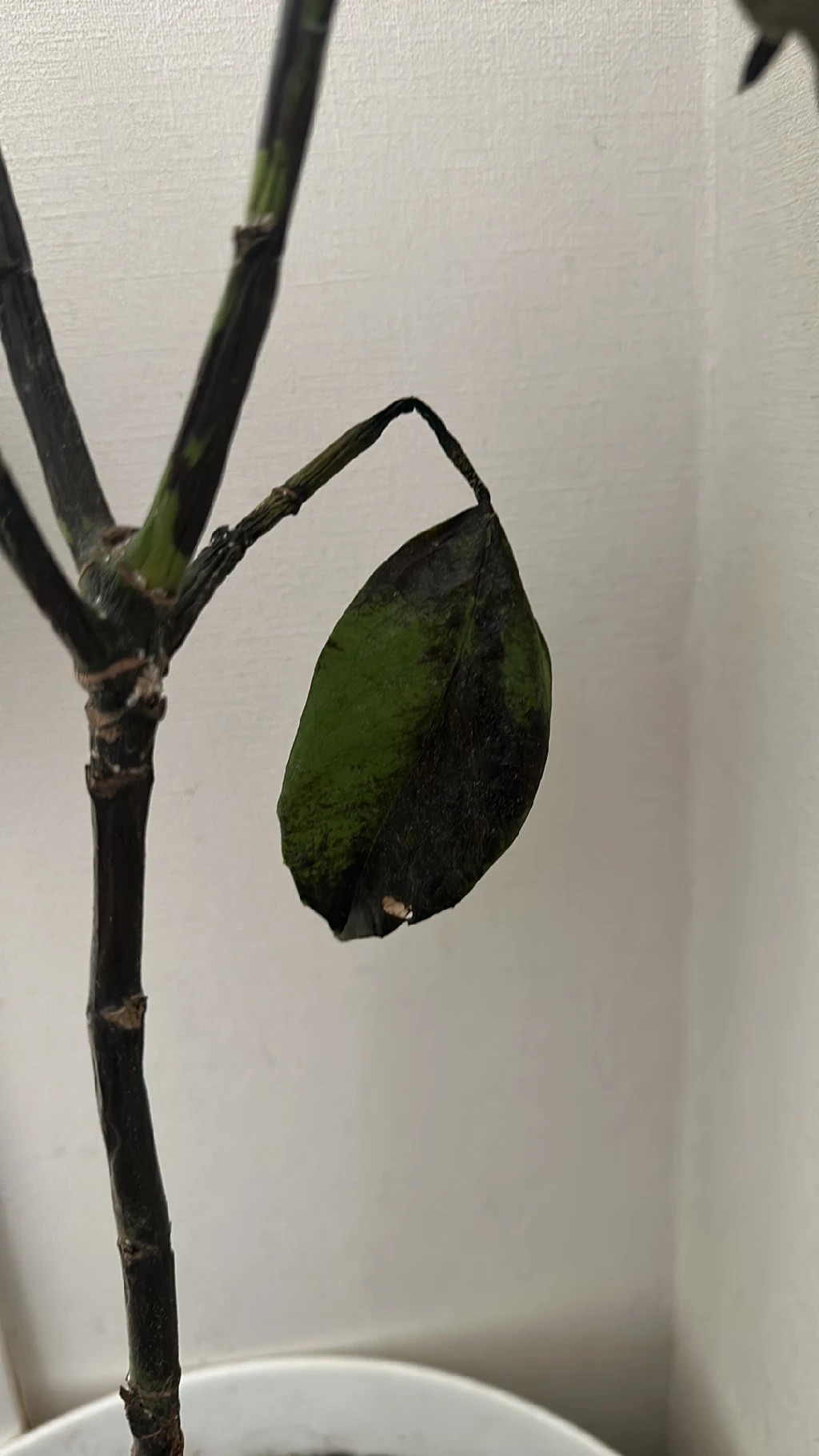 How to Treat Wilting Disease on Japanese laurel?