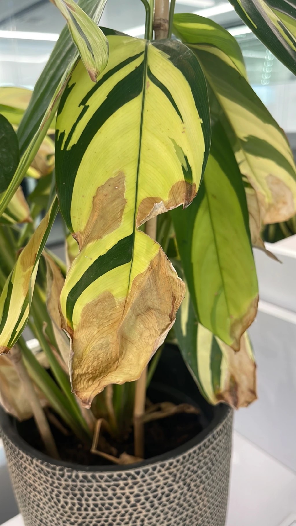 How to Treat Leaf rot Disease on Arrowroot?