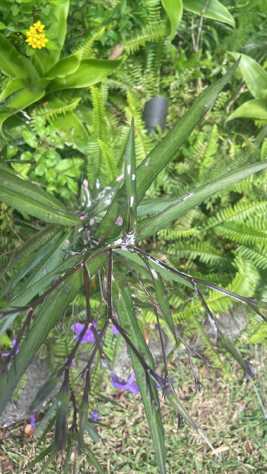 How to Treat Mealybugs Disease on Mexican petunia?