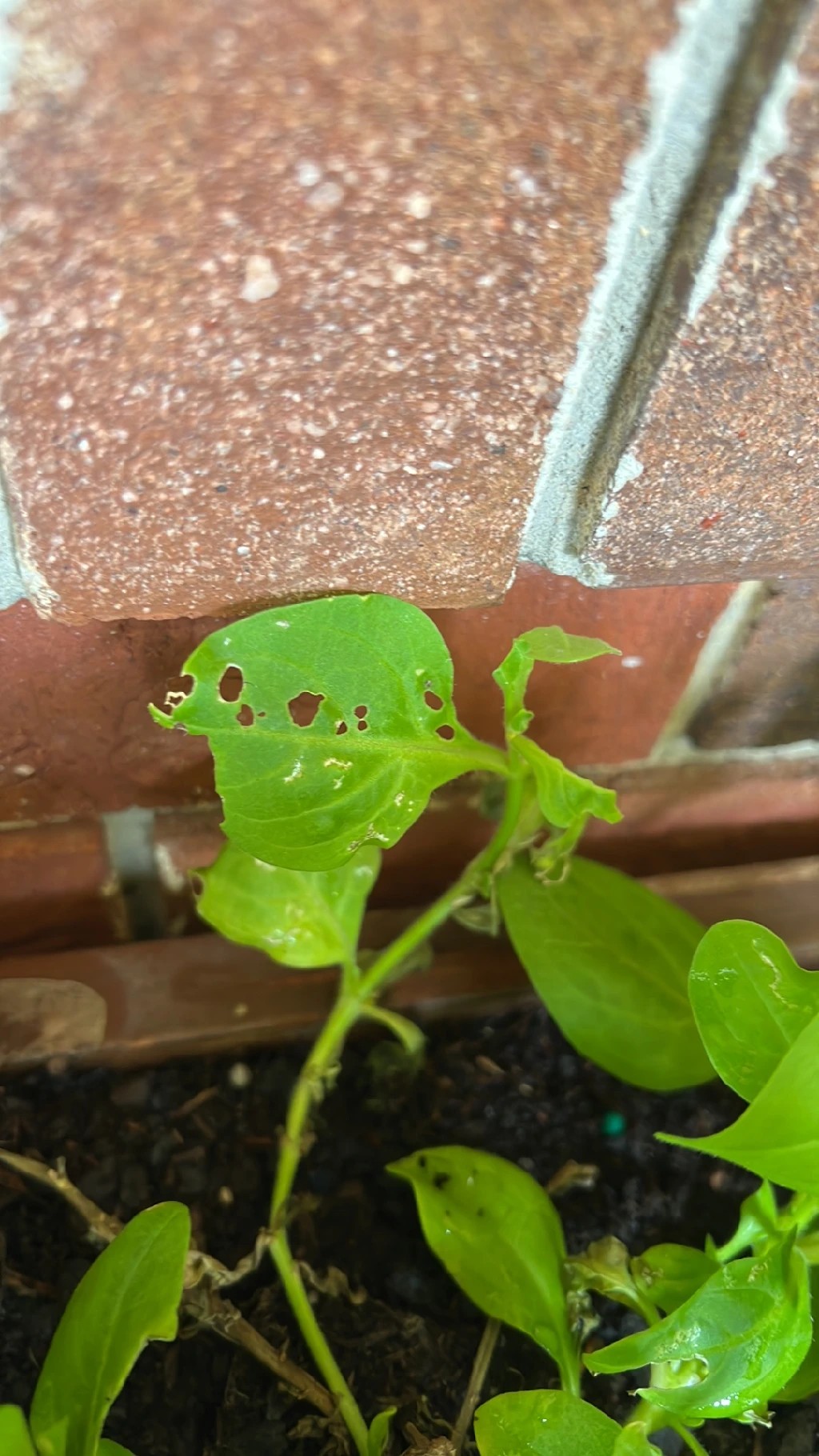 How to Treat Caterpillars Disease on Garden petunia?