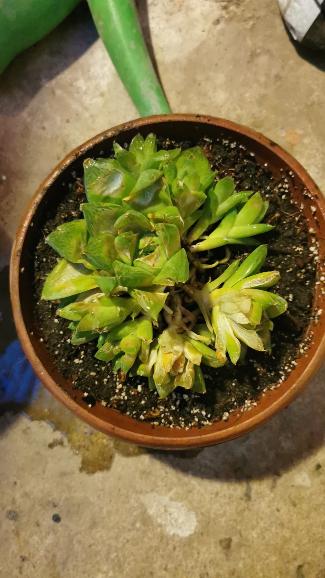 How to Treat Soft Rot Disease on Cathedral window haworthia?