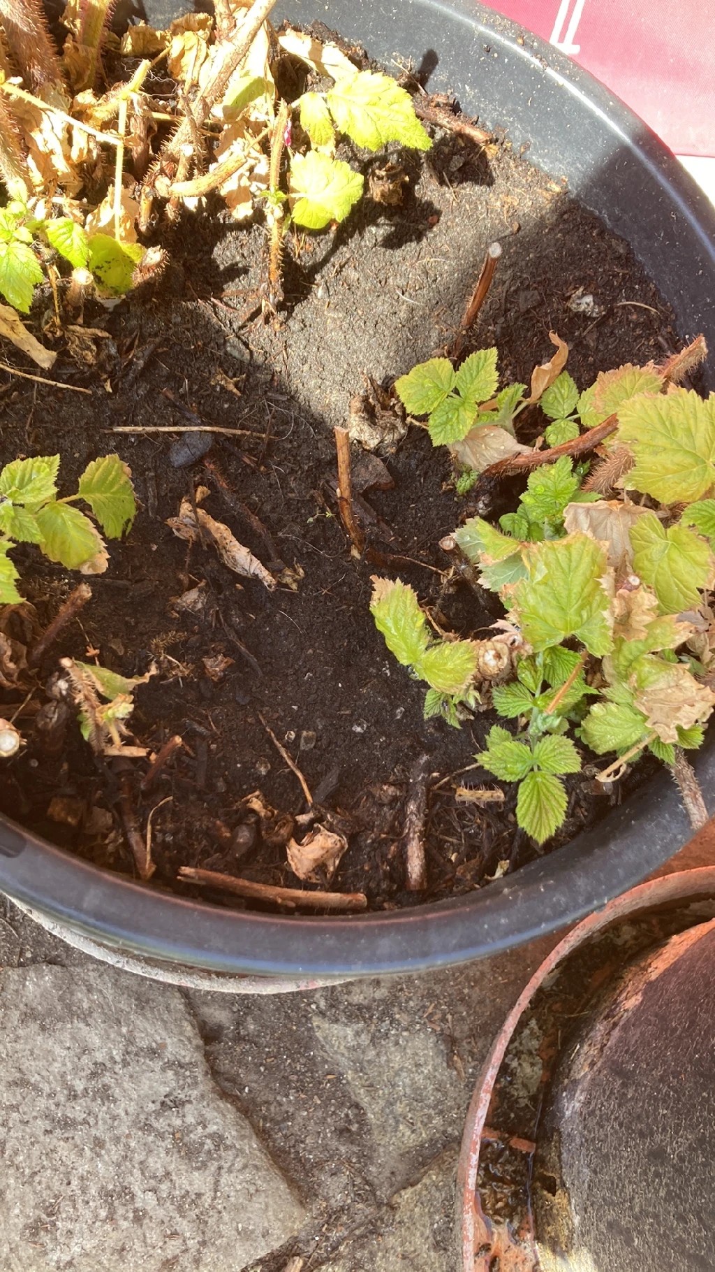 How to Treat Brown blotch Disease on Red raspberry?