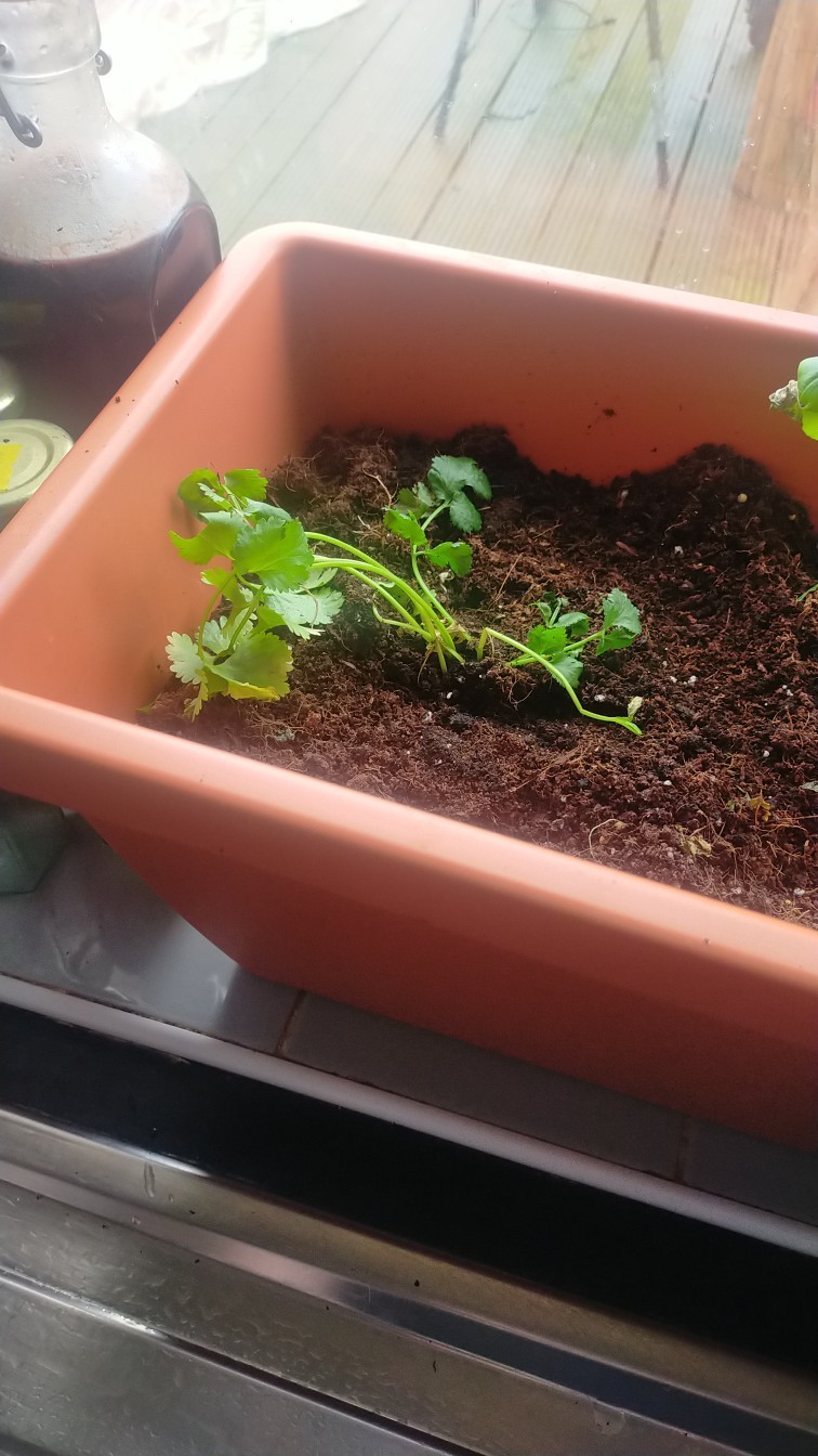 How to Treat Leaf rot Disease on Coriander?