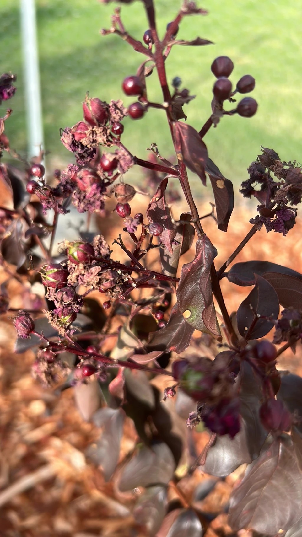 How to Treat Wilting Disease on Crepe myrtle?