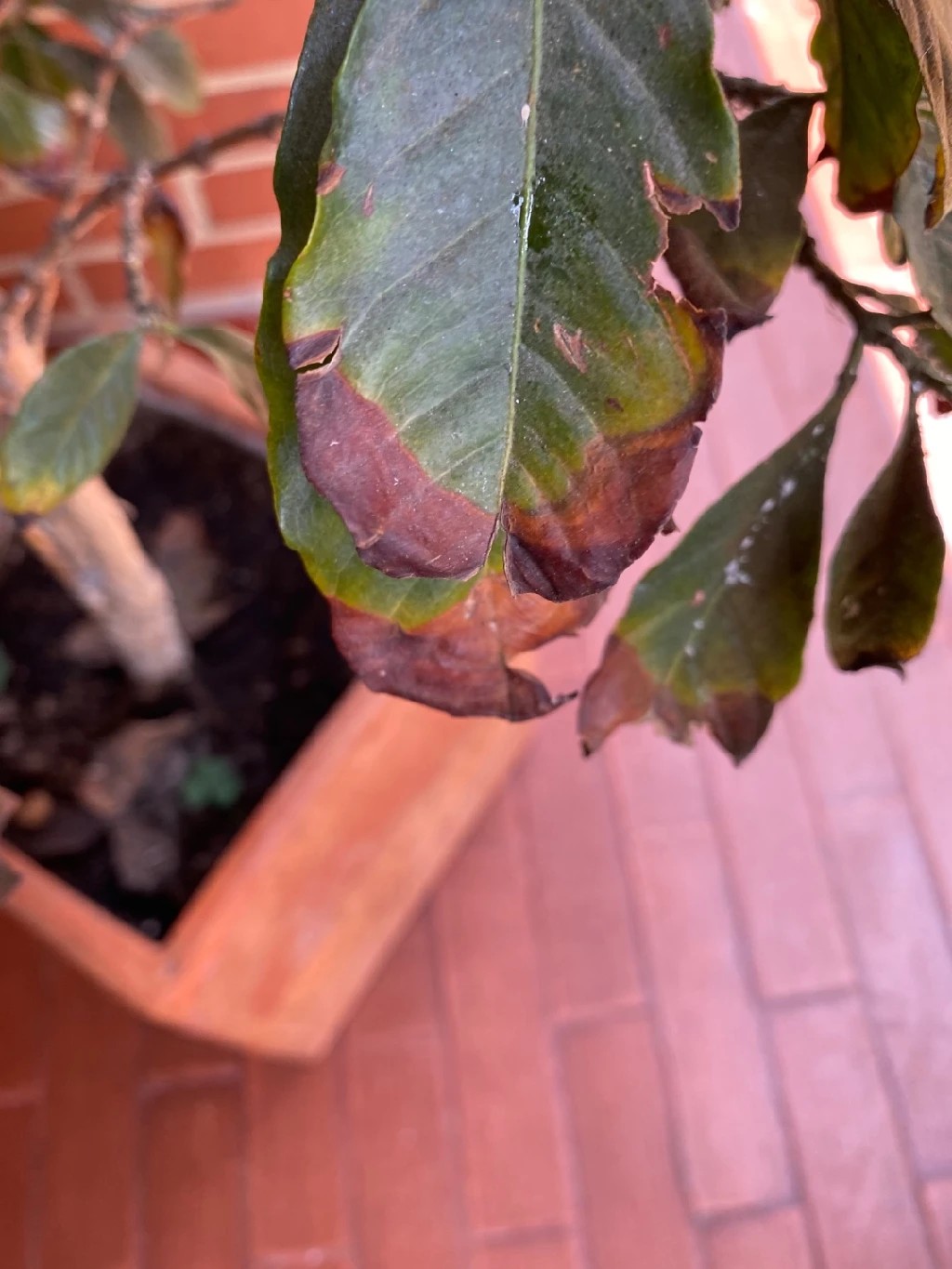How to Treat Leaf blight Disease on Arabian coffee?