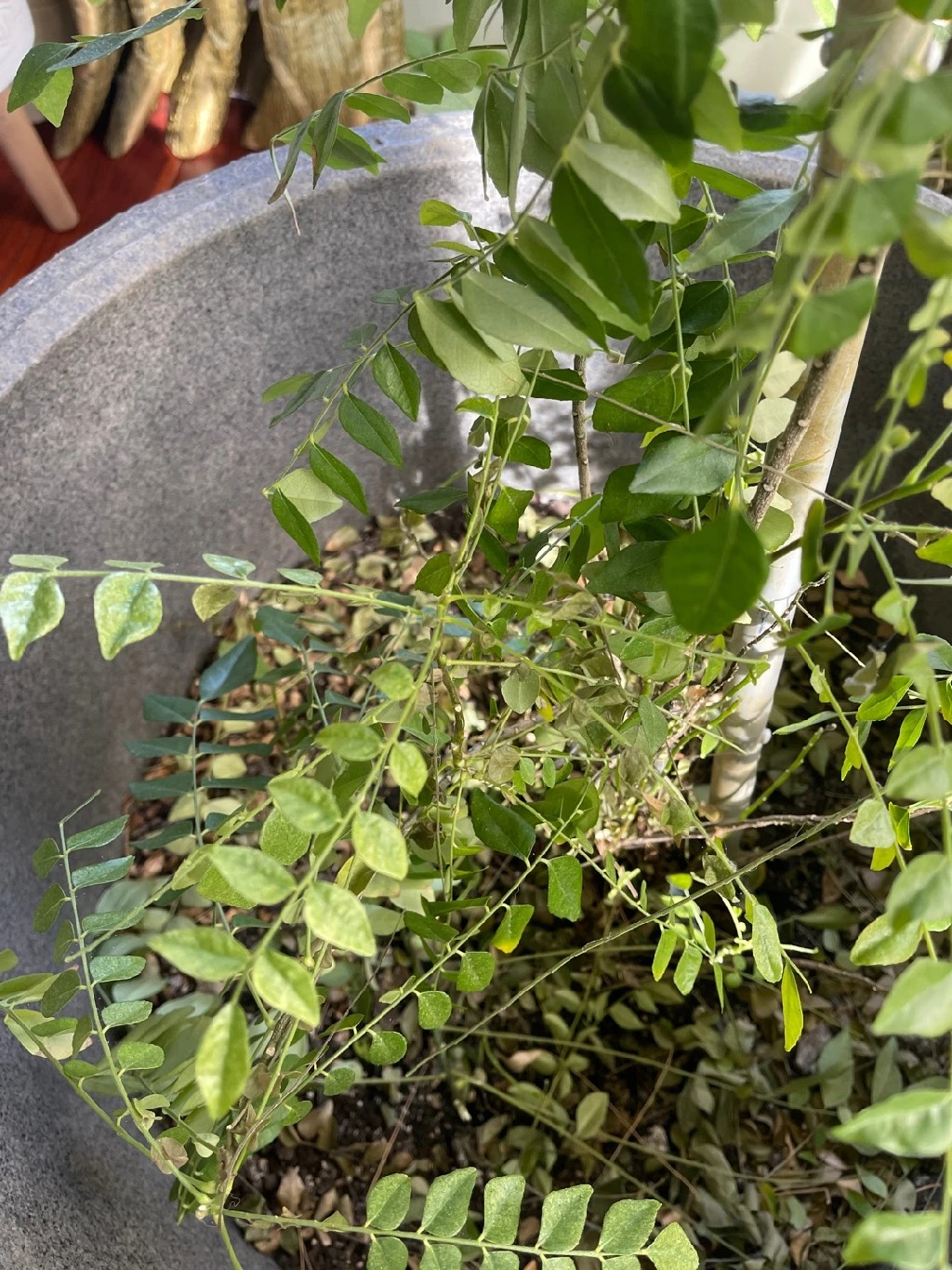 How to Treat Wilting Disease on Curry leaf tree?