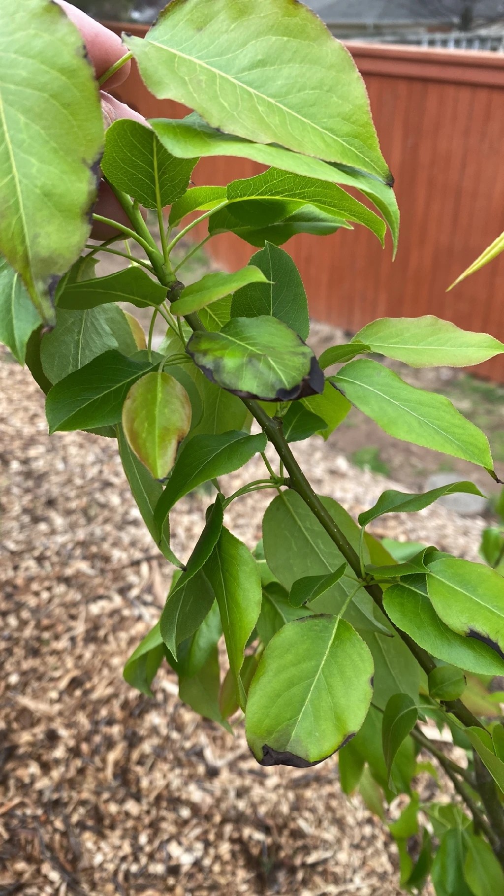 How to Treat Black blotch Disease on Common pear?