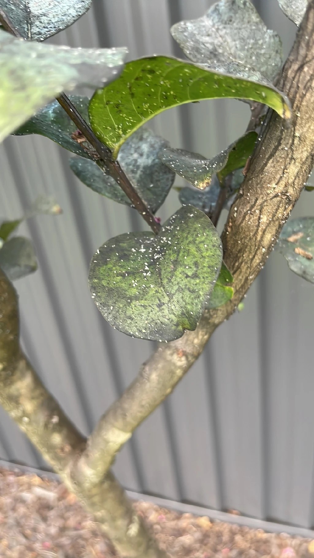 How to Treat Sooty mold Disease on Crepe myrtle?
