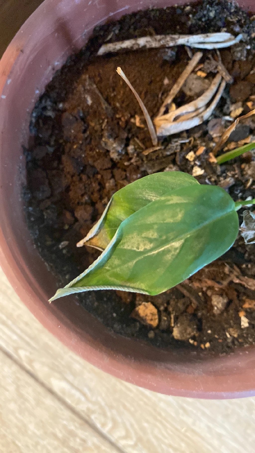 How to Treat Leaf rot Disease on Arrowroot?