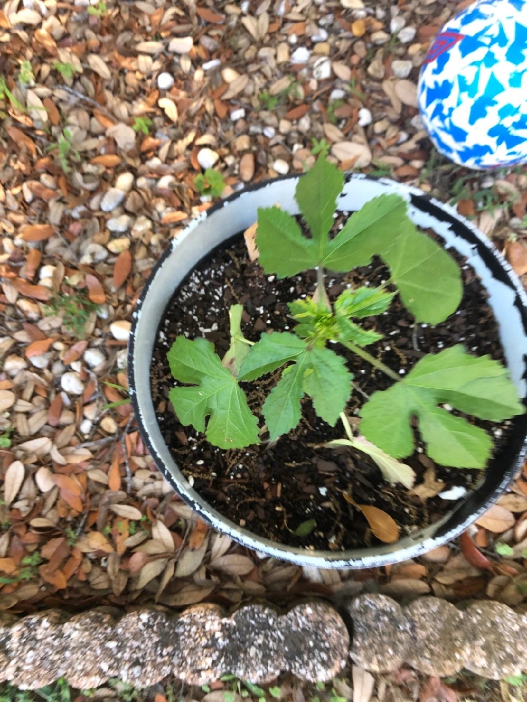How to Treat Brown blotch Disease on Okra?