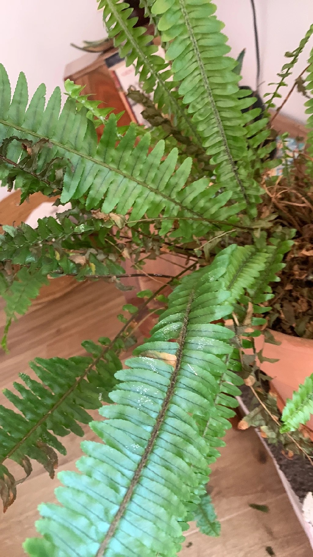 How to Treat Leaf rot Disease on Tuberous sword fern?