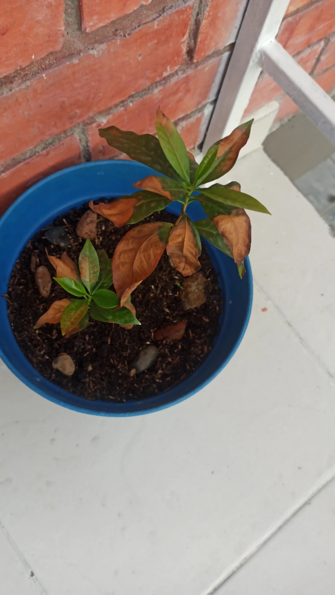 How to Treat Leaf blight Disease on Arabian coffee?