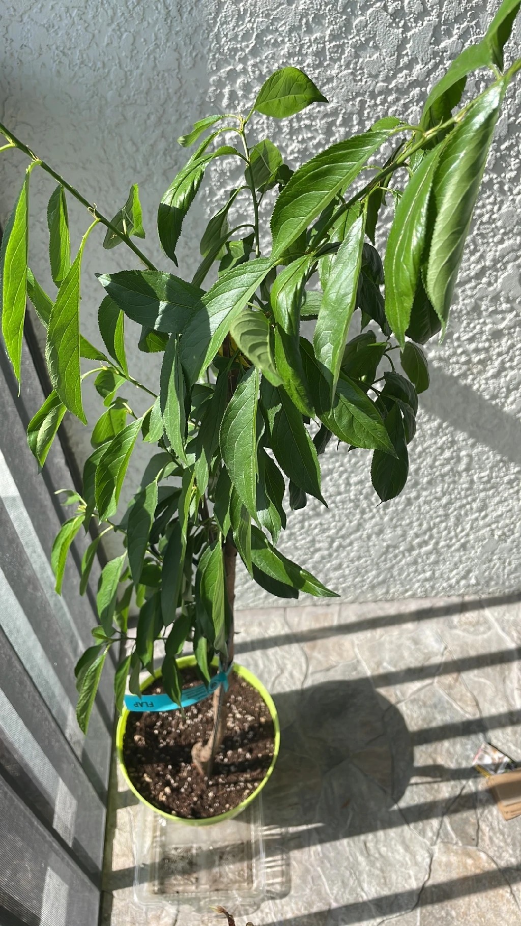 How to Treat Wilting Disease on European plum?