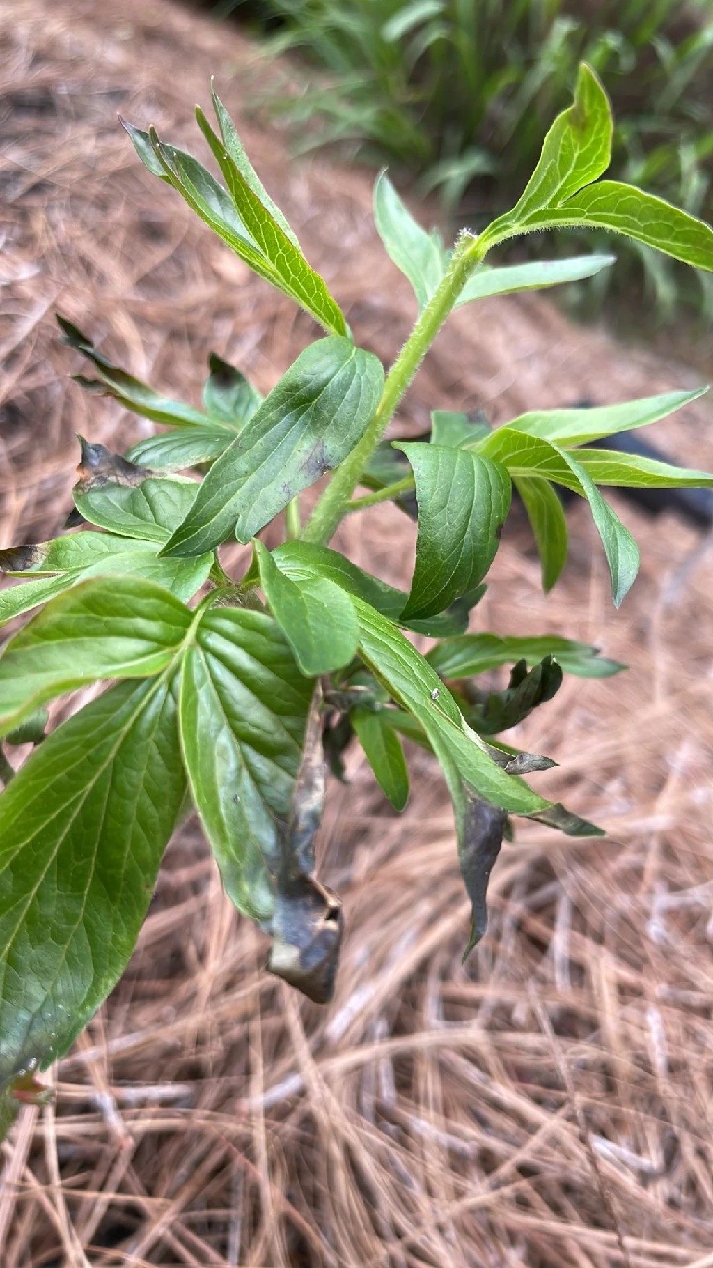 How to Treat Leaf rot Disease on Peony?
