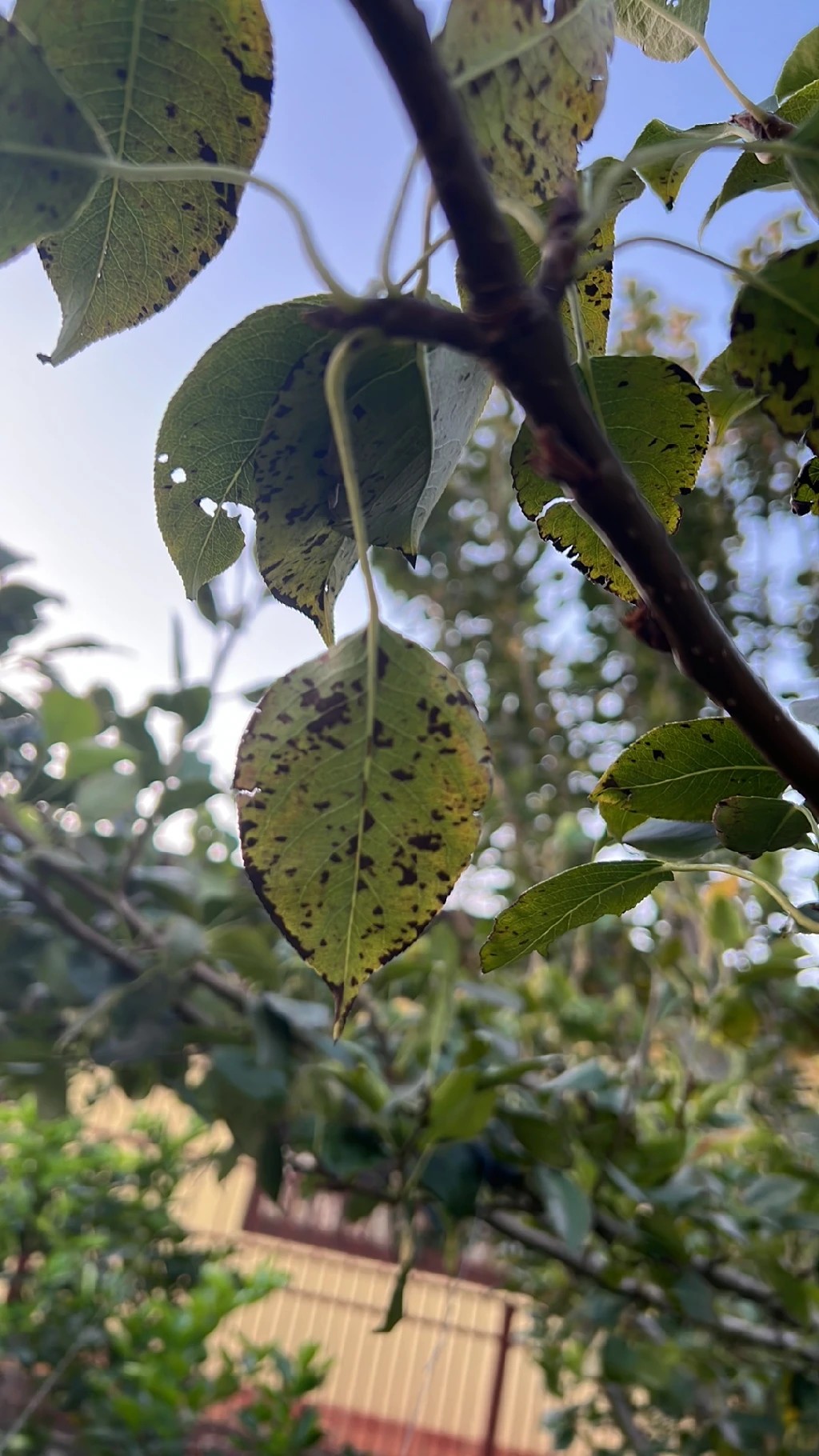 How to Treat Black blotch Disease on Common pear?