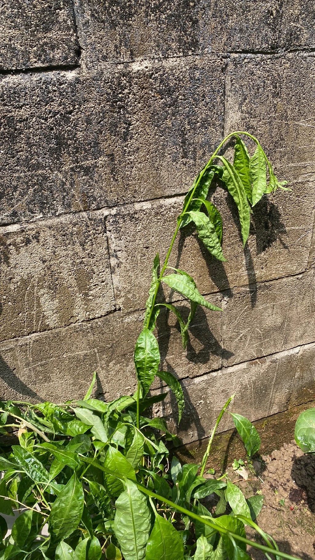 How to Treat Wilting Disease on Night-blooming jasmine?