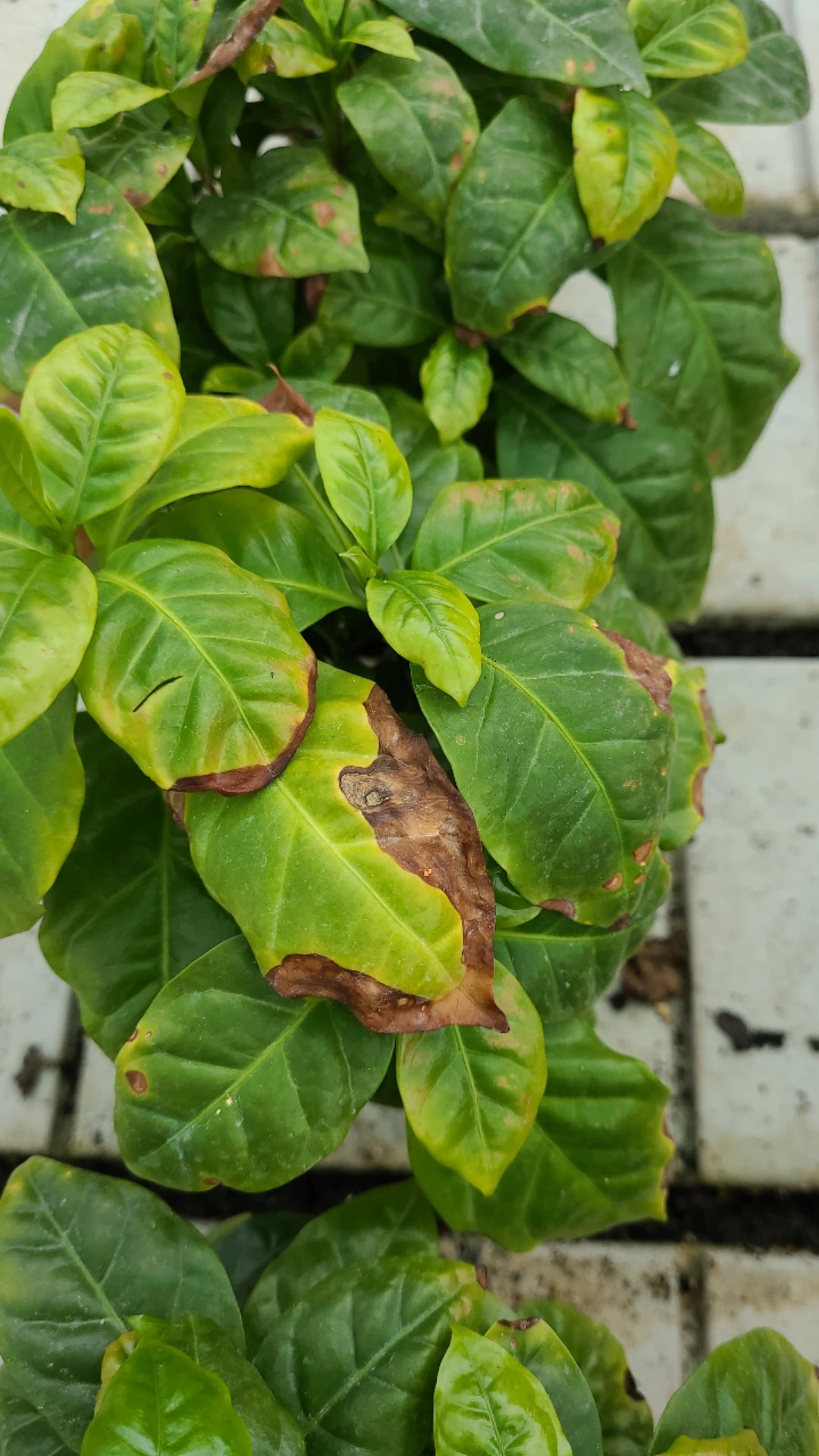 How to Treat Leaf blight Disease on Arabian coffee?