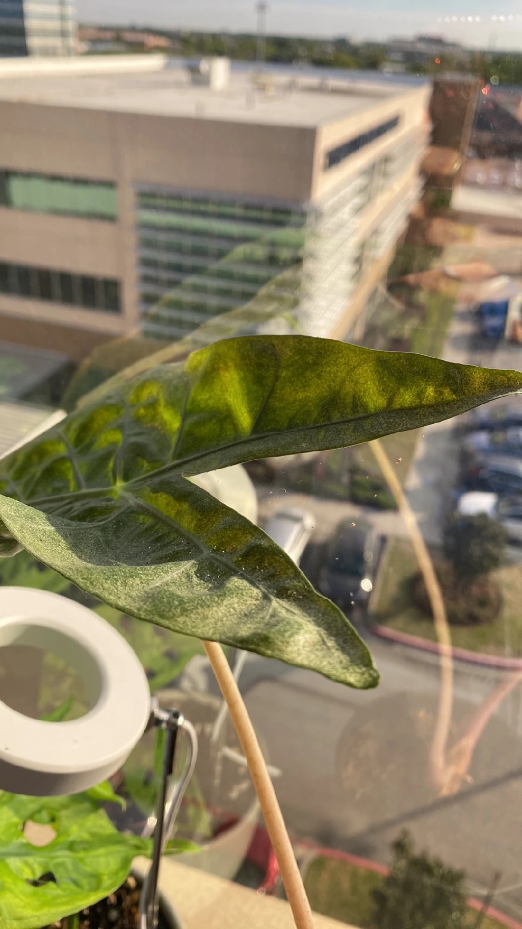 How to Treat Leaf mites Disease on Taro?