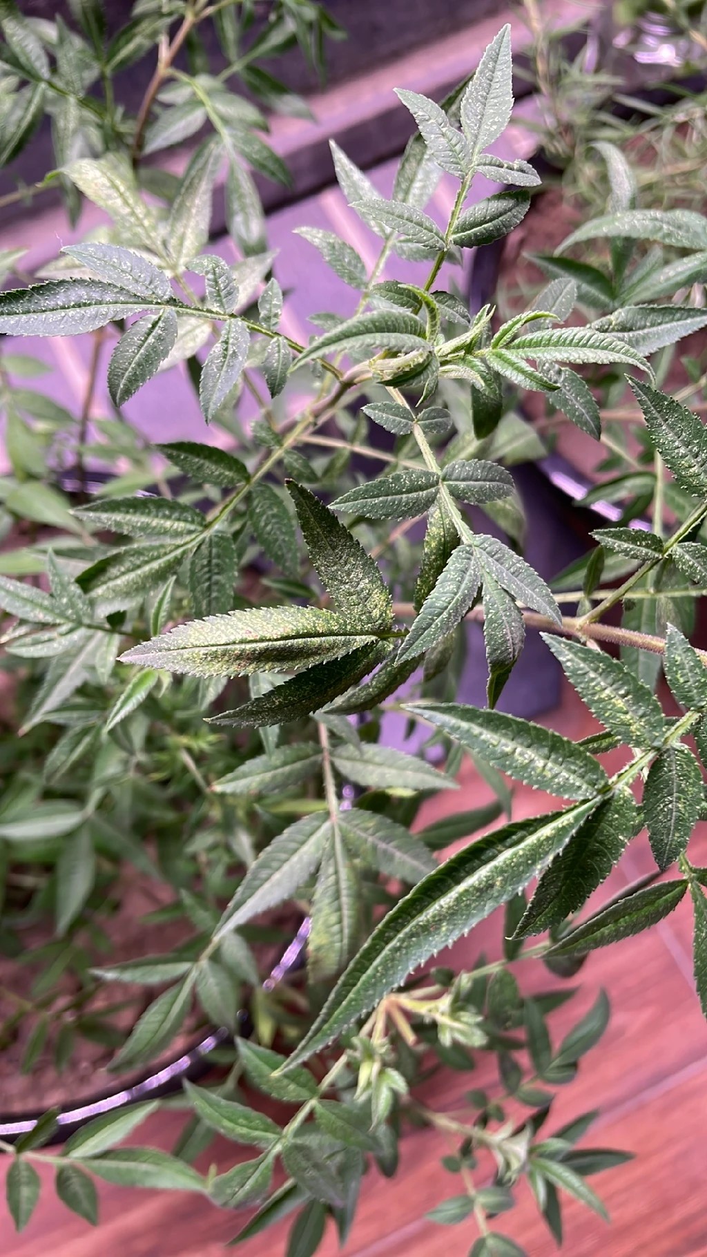 How to Treat Leaf mites Disease on African marigold?