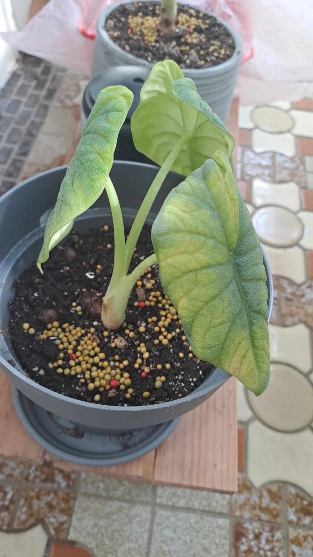 How to Treat Leaf mites Disease on Taro?