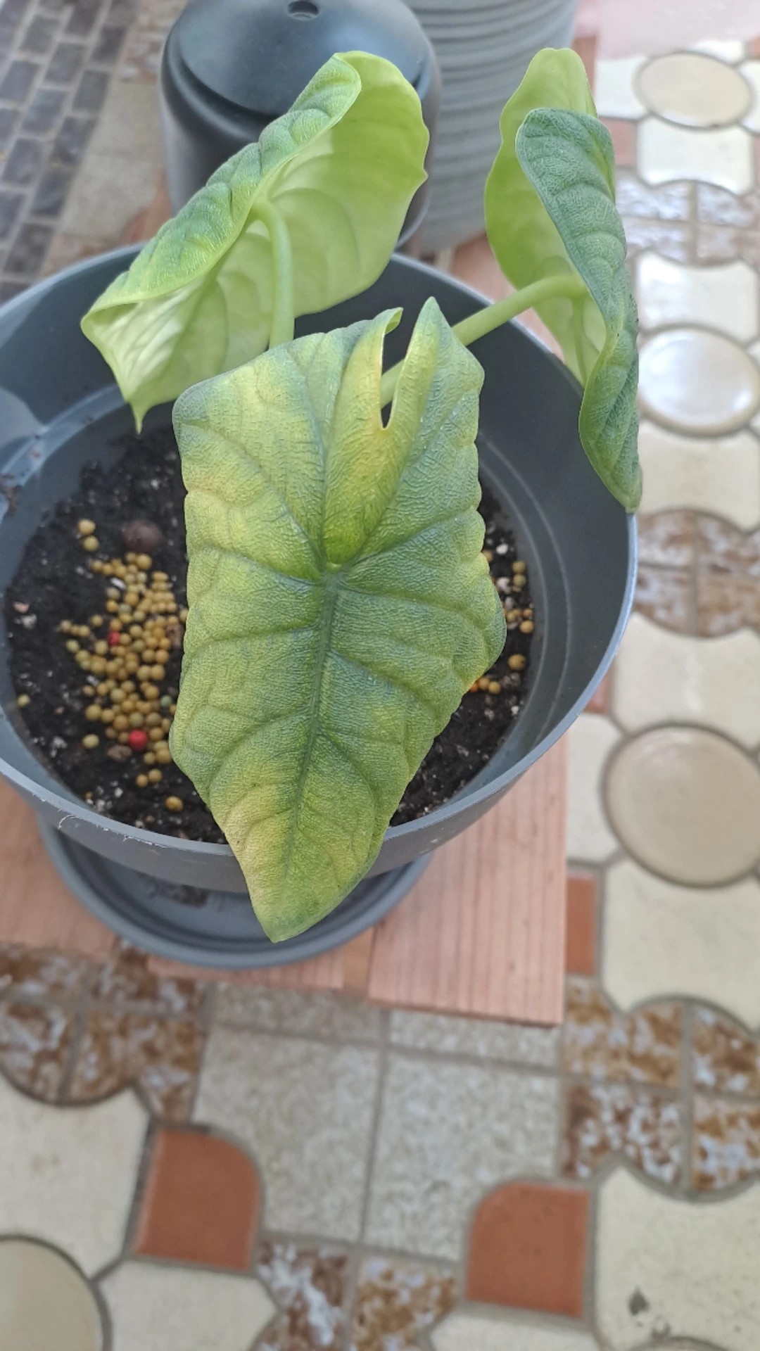 How to Treat Leaf mites Disease on Taro?