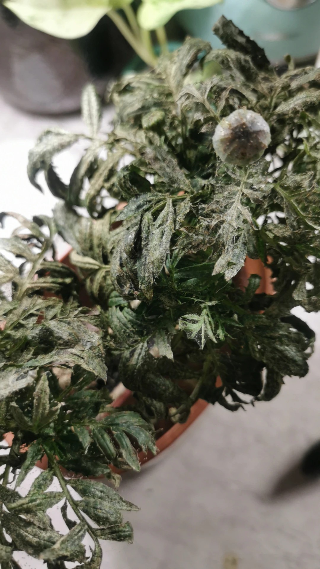 How to Treat Leaf mites Disease on African marigold?