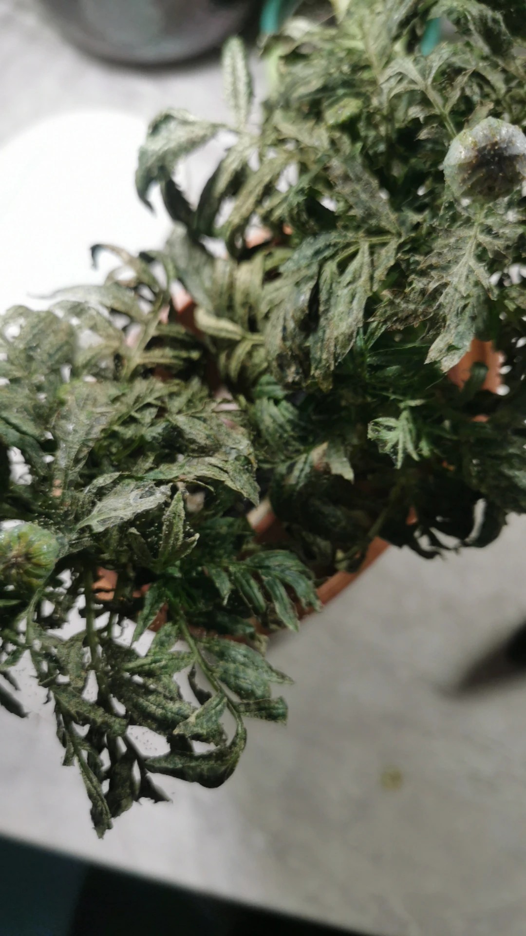 How to Treat Leaf mites Disease on African marigold?