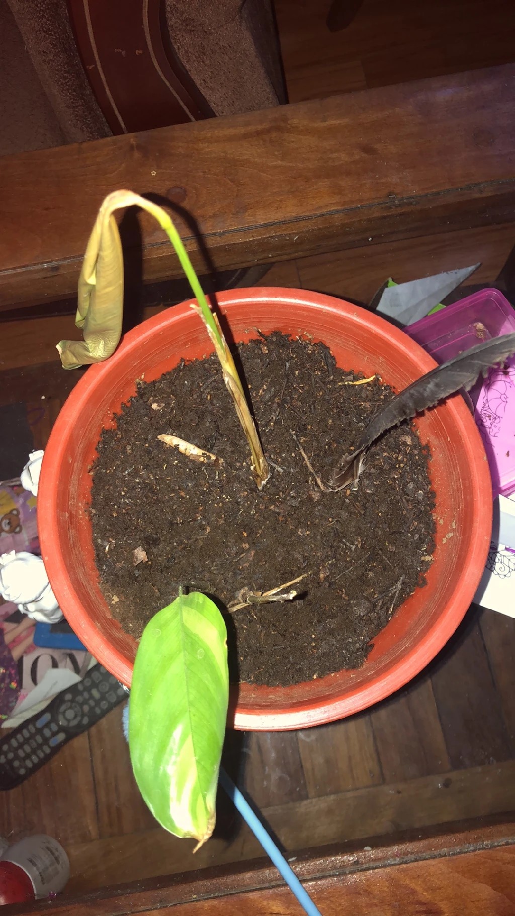 How to Treat Leaf rot Disease on Arrowroot?