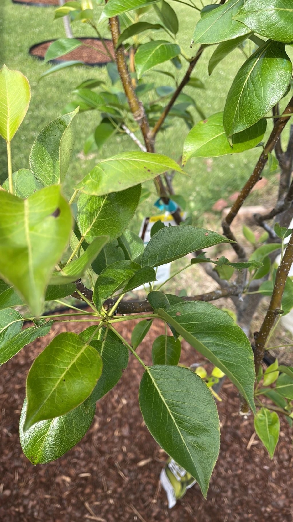 How to Treat Black blotch Disease on Common pear?