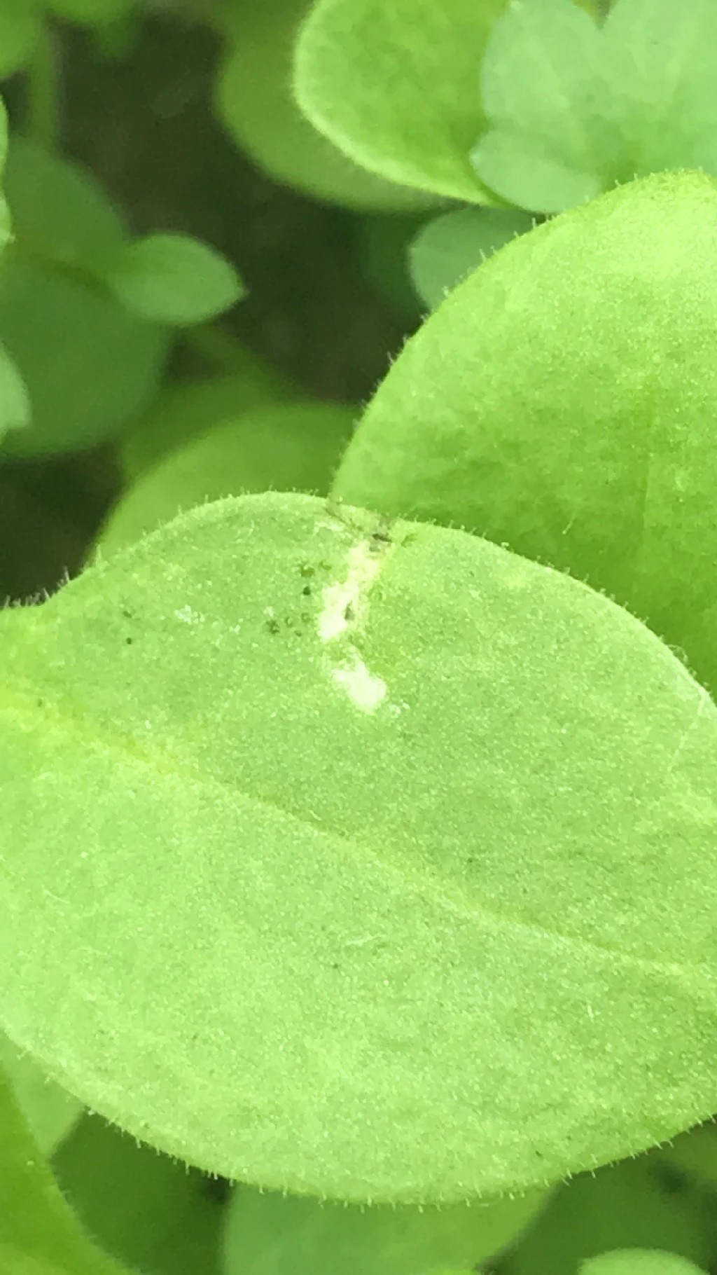 How to Treat Thrips Disease on Garden petunia?