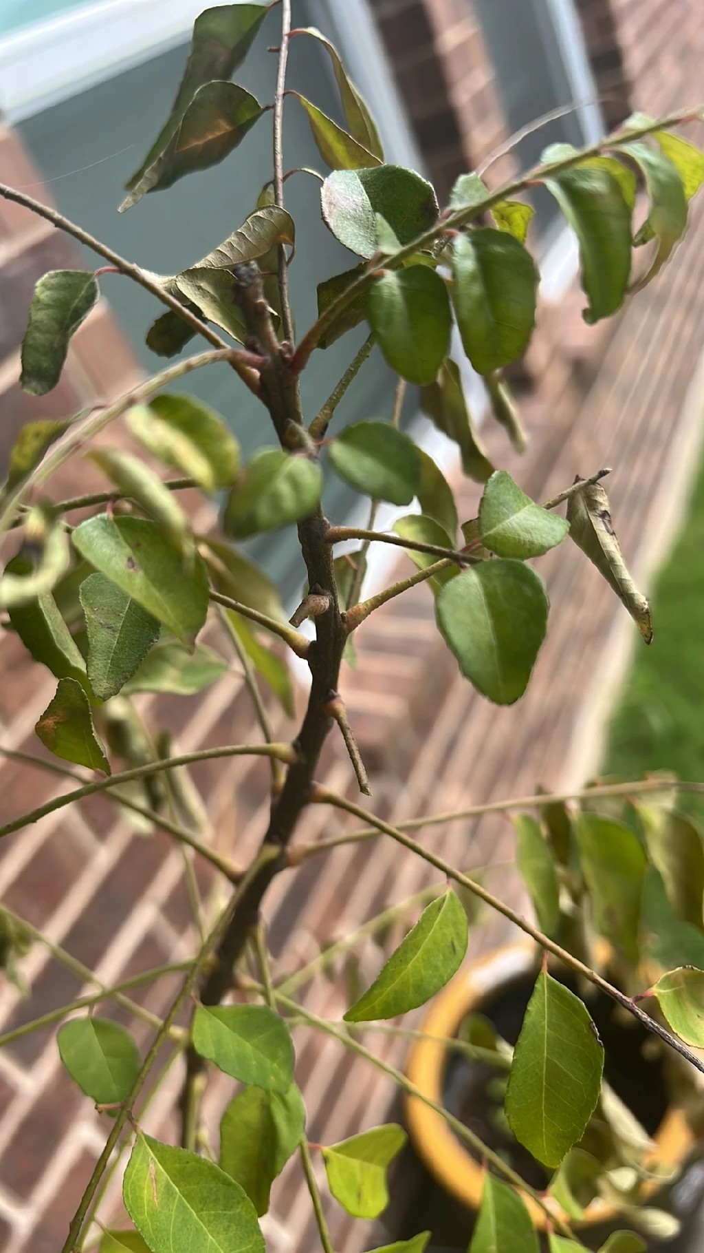 How to Treat Wilting Disease on Curry leaf tree?