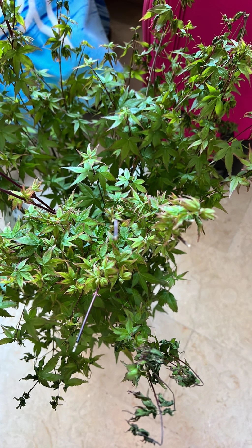 How to Treat Leaf rot Disease on Japanese maple?