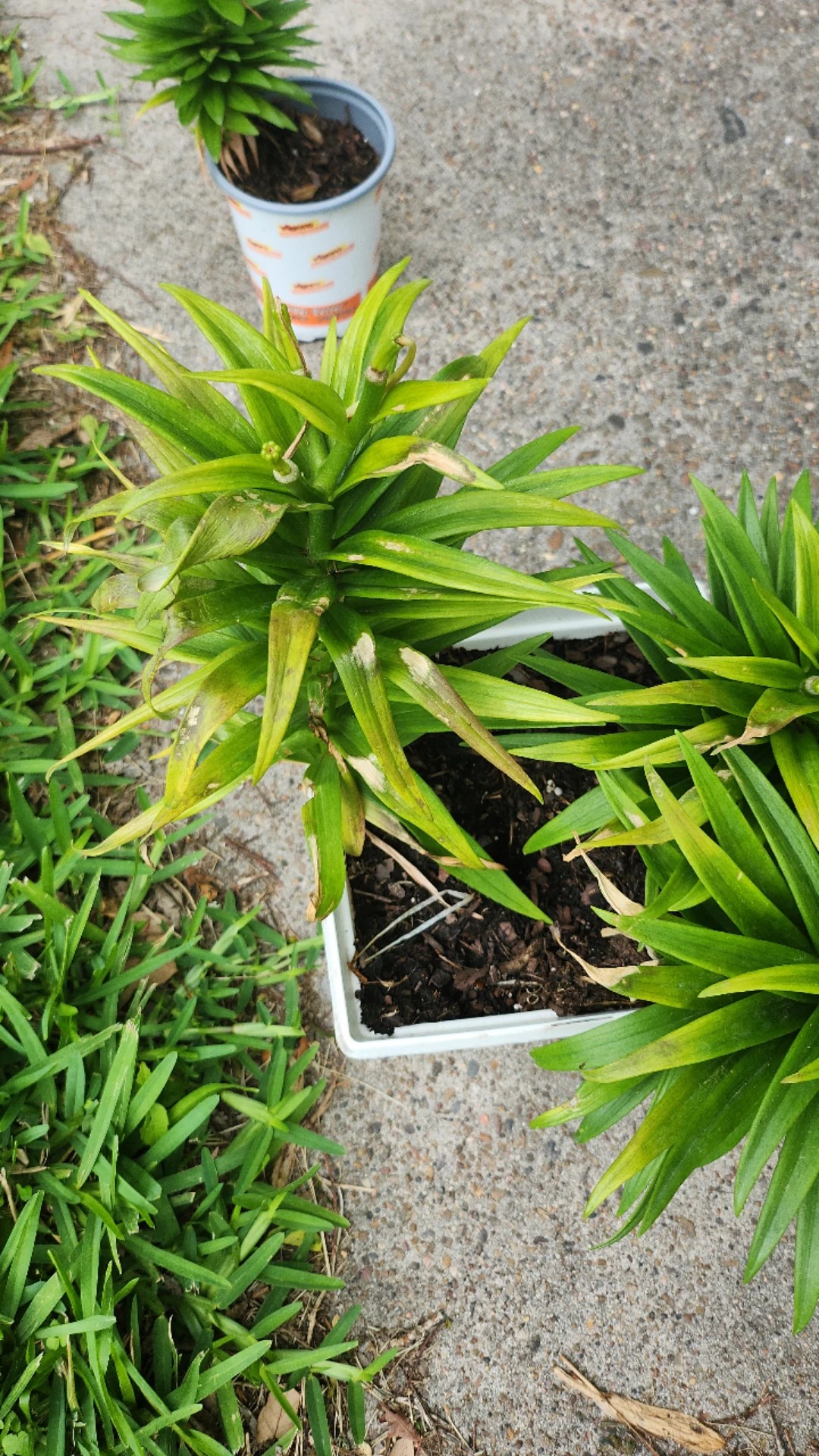 How to Treat Brown blotch Disease on Easter lily?