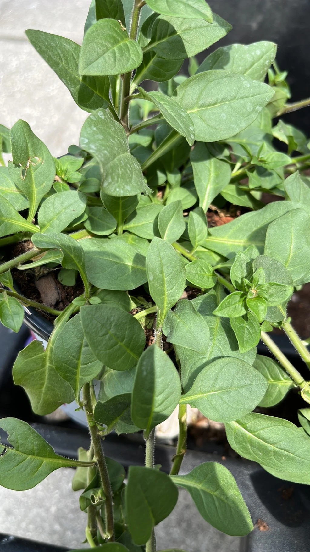 How to Treat Caterpillars Disease on Garden petunia?