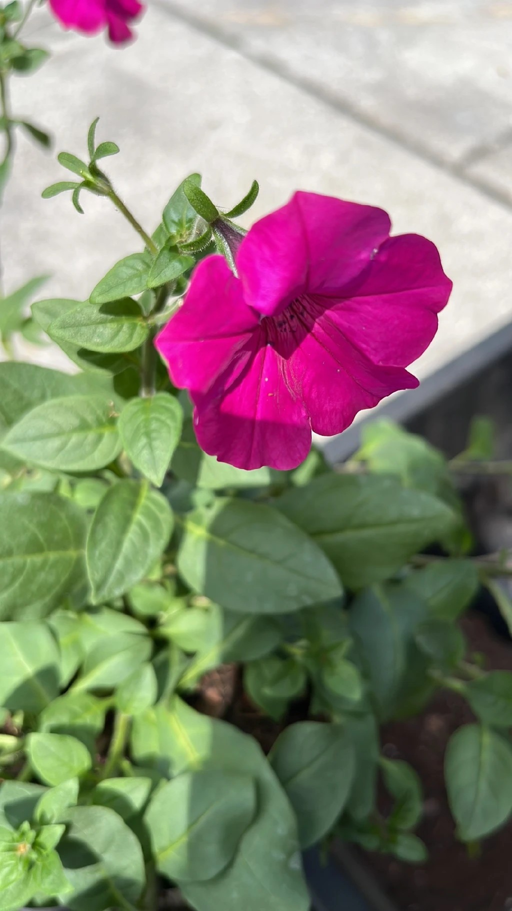 How to Treat Caterpillars Disease on Garden petunia?