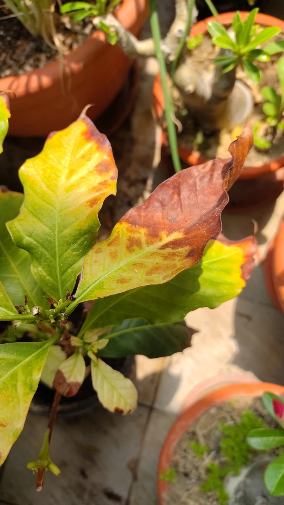 How to Treat Leaf blight Disease on Arabian coffee?