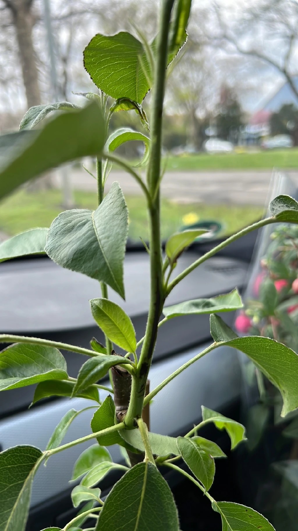 How to Treat Black blotch Disease on Common pear?