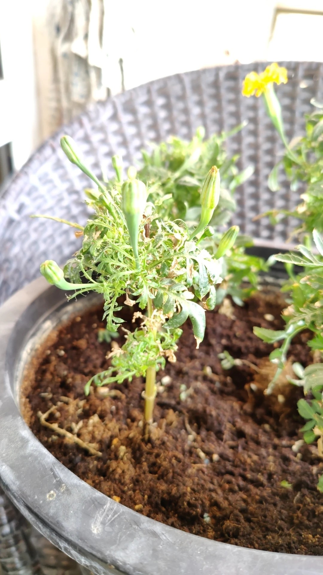 How to Treat Leaf mites Disease on African marigold?