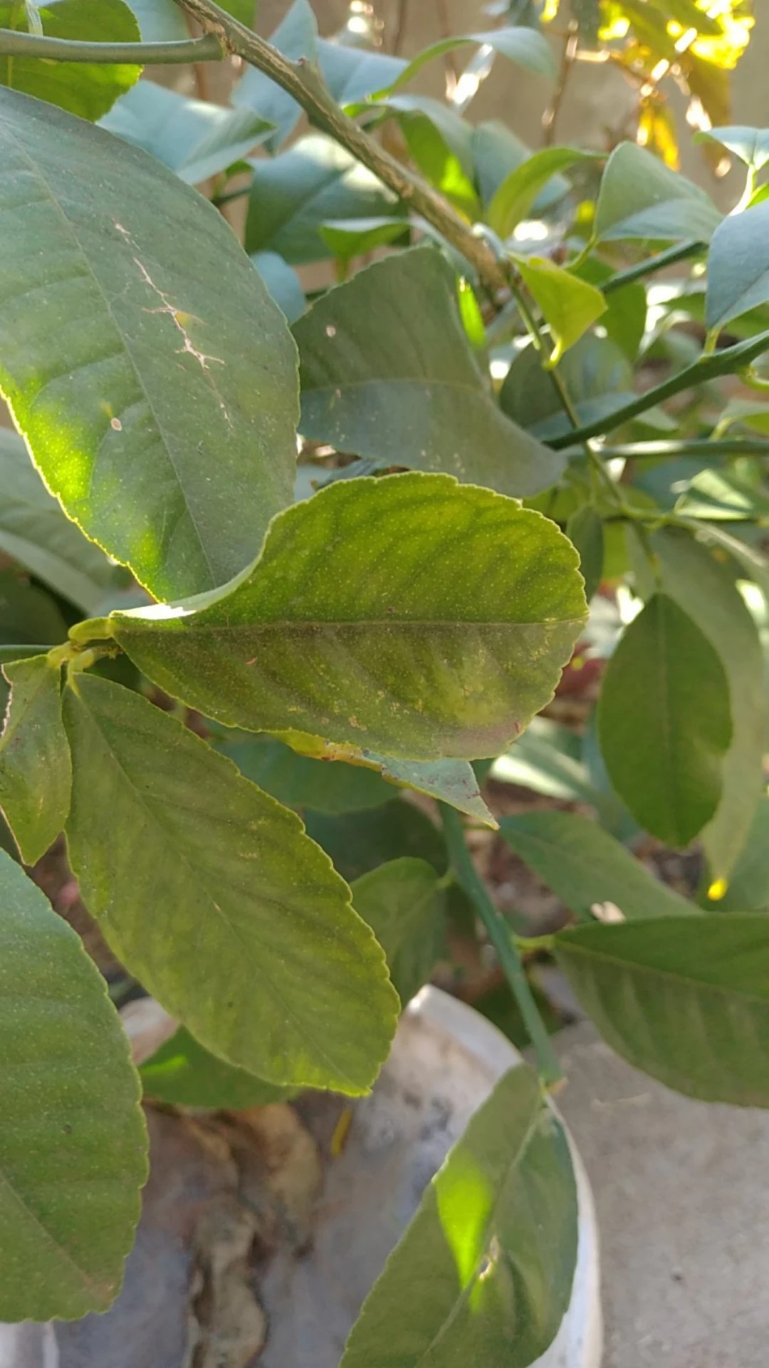 Comment traiter la maladie Tétranyques pour Citronnier