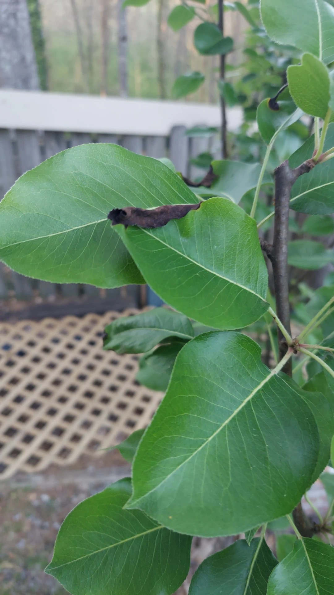 How to Treat Black blotch Disease on Common pear?