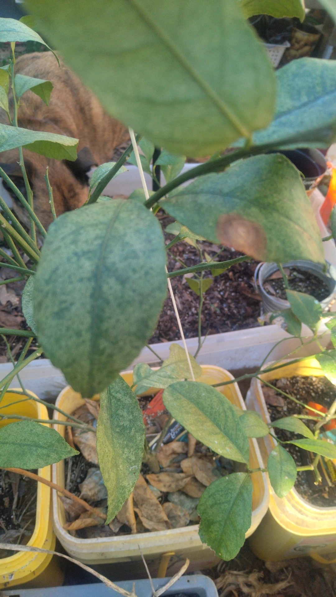 How to Treat Leaf mites Disease on Lemon?