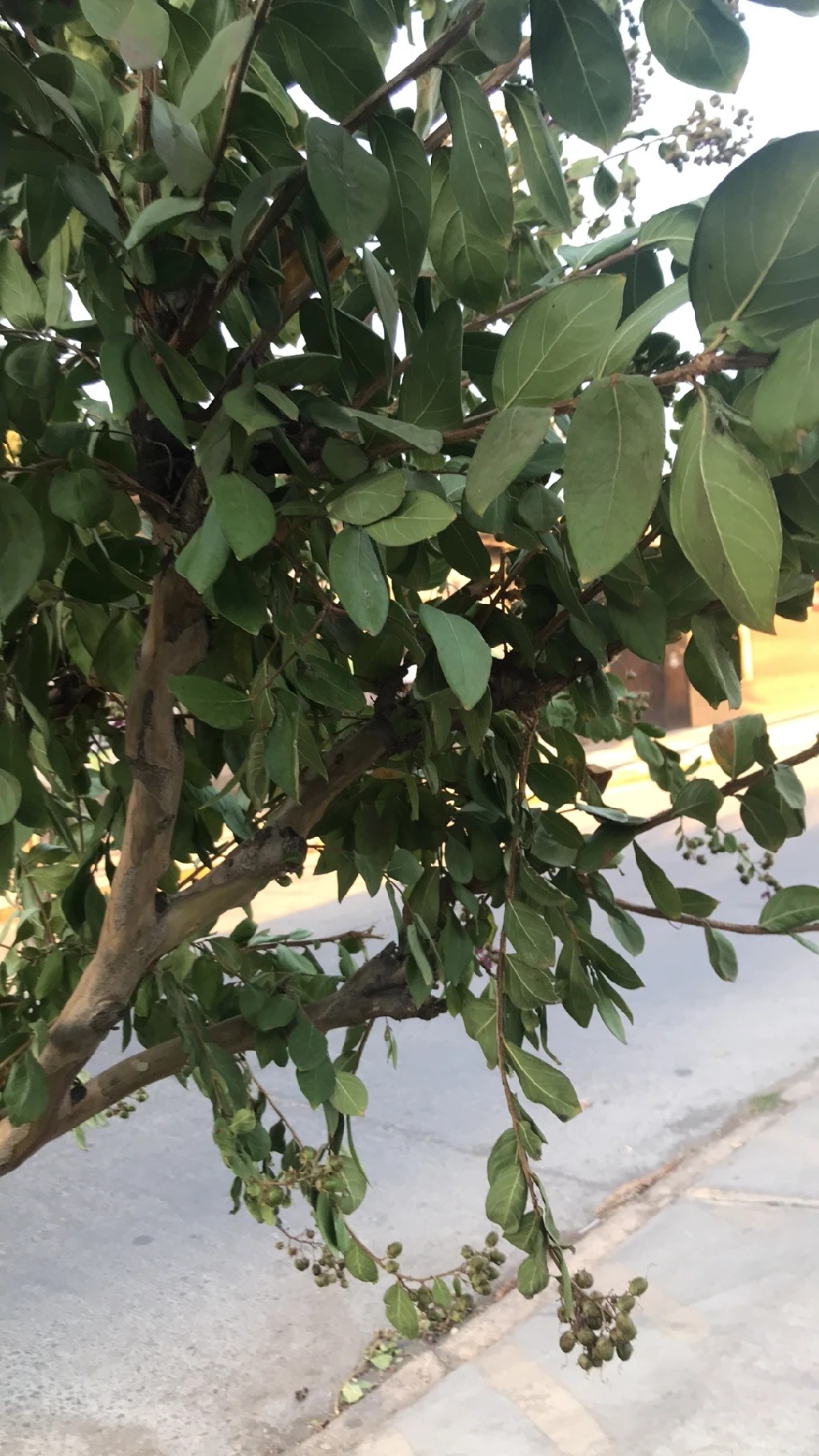 How to Treat Wilting Disease on Crepe myrtle?