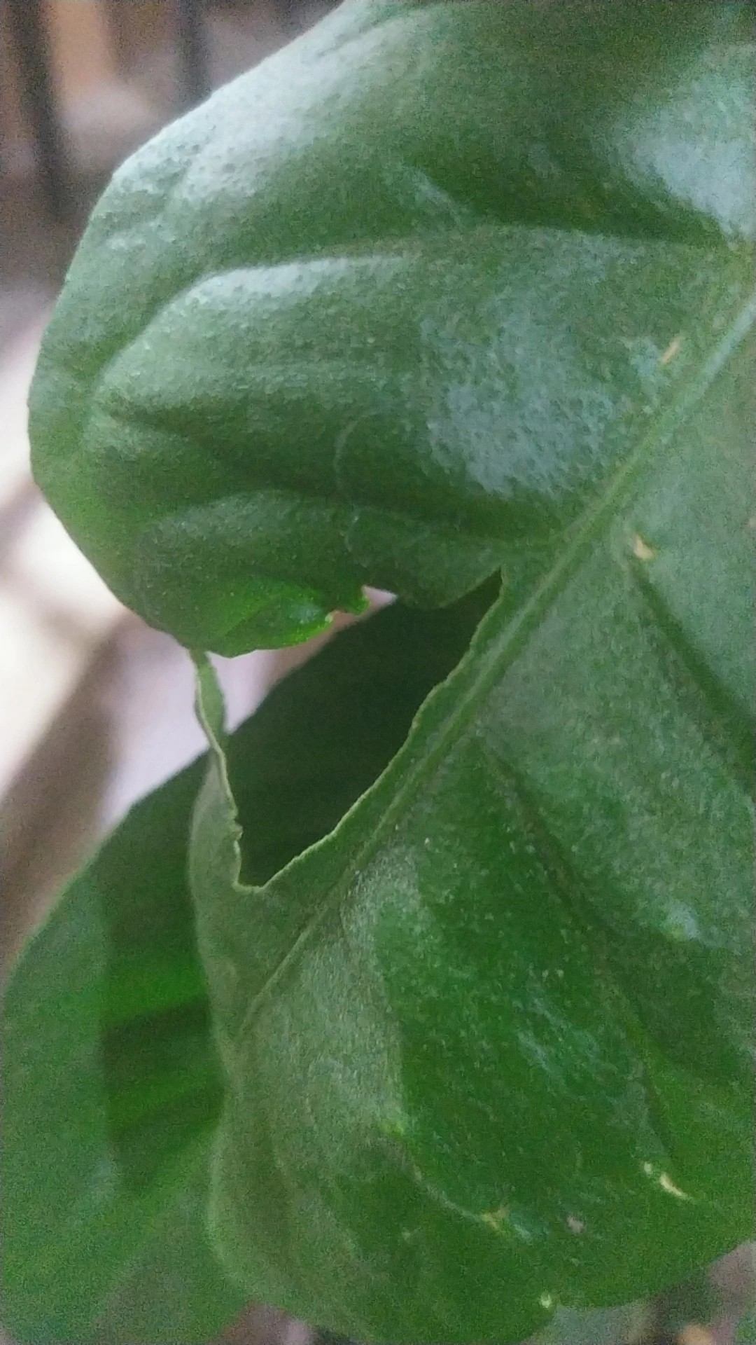 How to Treat Leaf mites Disease on Lemon?