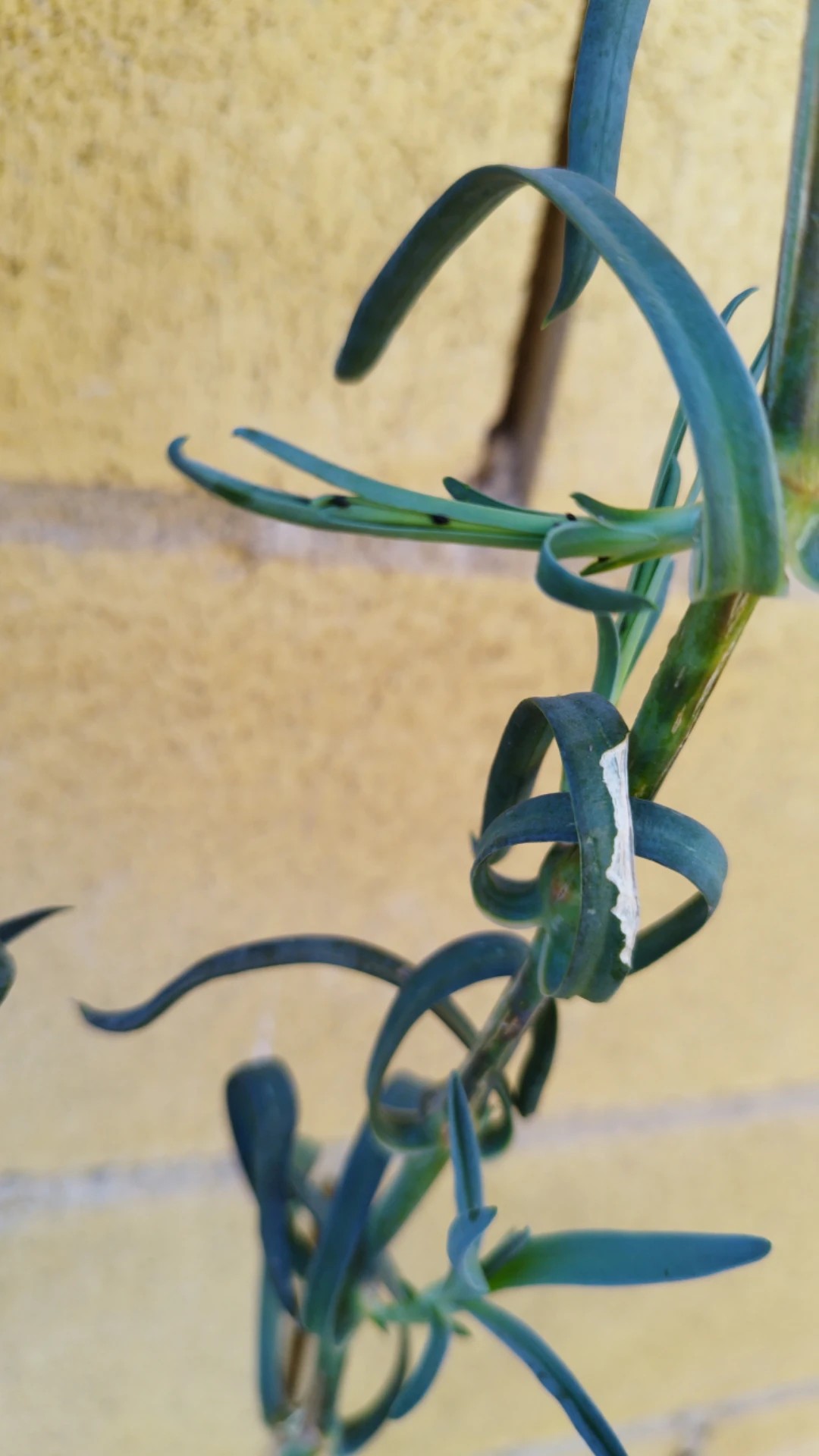 How to Treat Leaf rot Disease on Carnation?