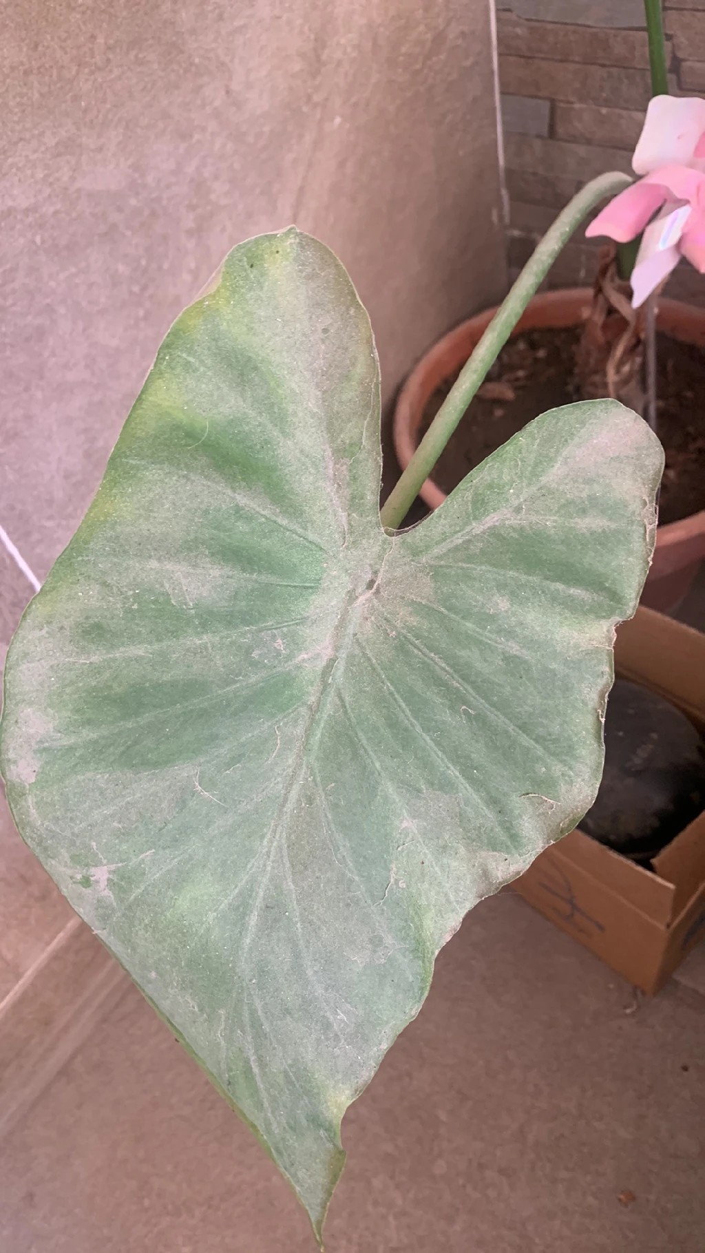 How to Treat Leaf mites Disease on Taro?