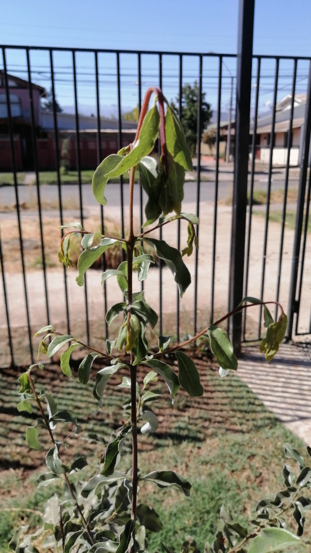 How to Treat Wilting Disease on Crepe myrtle?