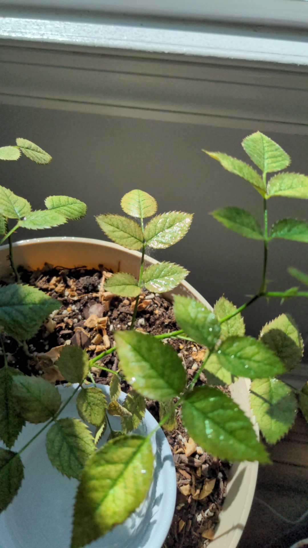 How to Treat Leaf mites Disease on Dog rose?
